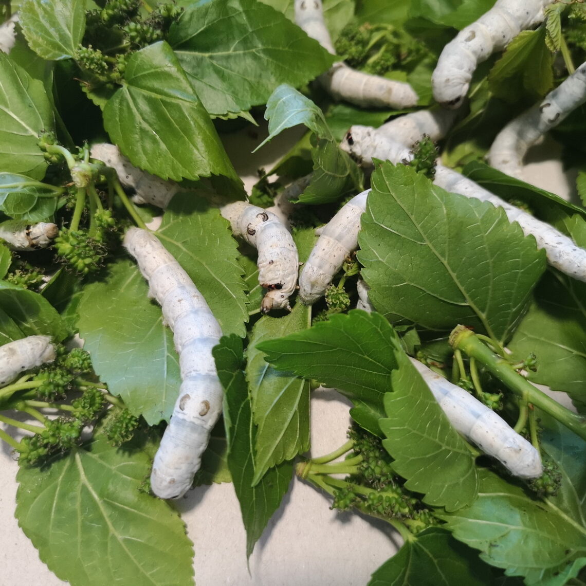 Allevare bachi da seta con i bambini - La Luna di Carta - Viaggi e ...